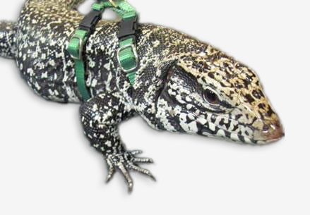 Exotic Pets